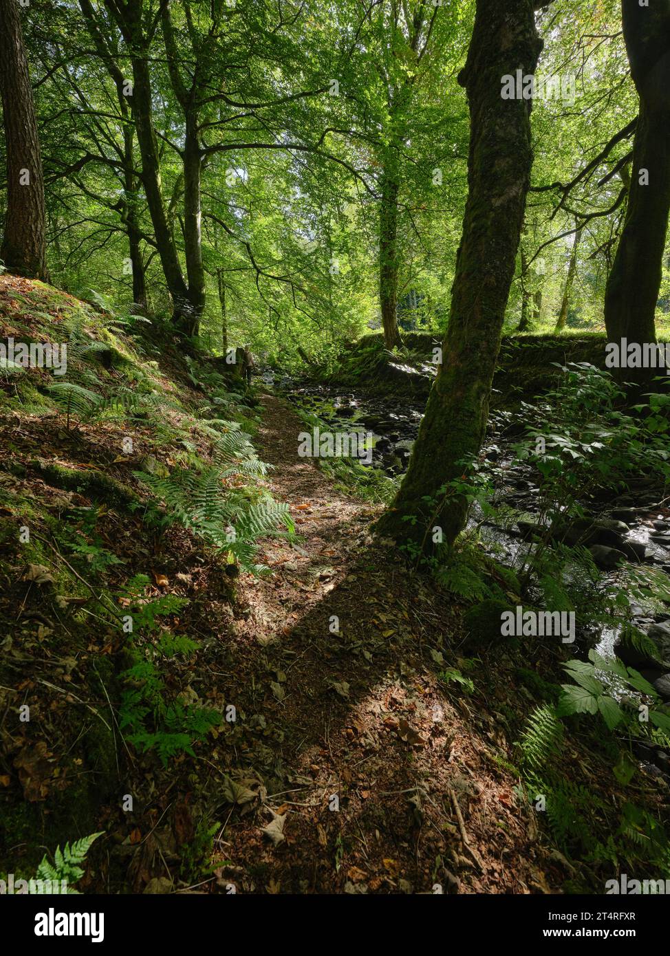 Strachur forest hi-res stock photography and images - Alamy