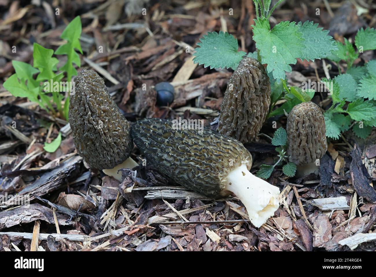 Morchella elata, an edible spring fungus commonly known as black morel ...
