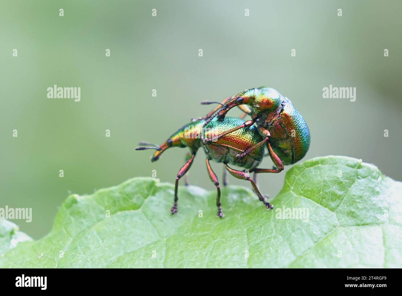 Byctiscus betulae. known as the Hazel leaf roller, copulating weevils ...