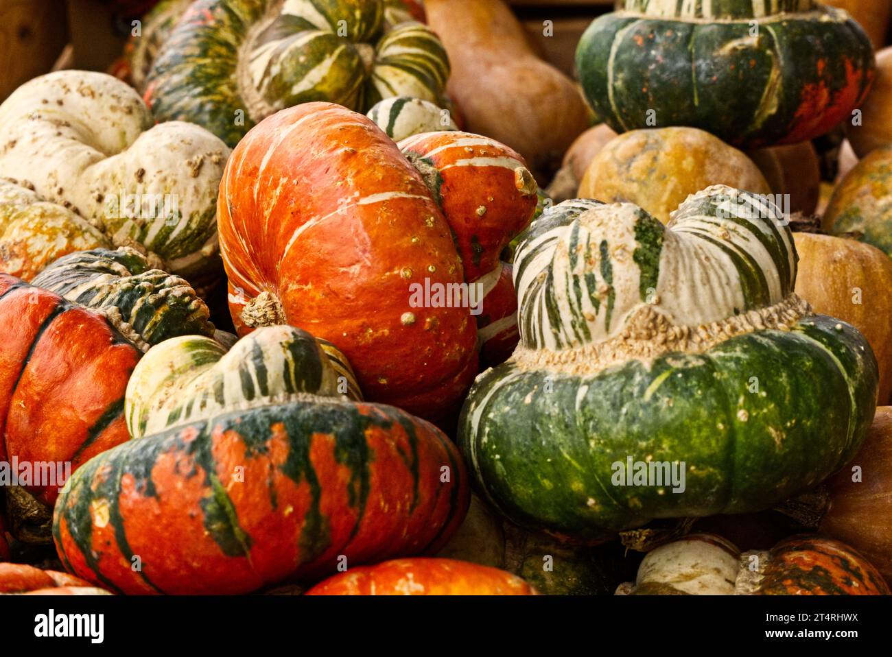stack of mitre cap pumpkin Stock Photo - Alamy