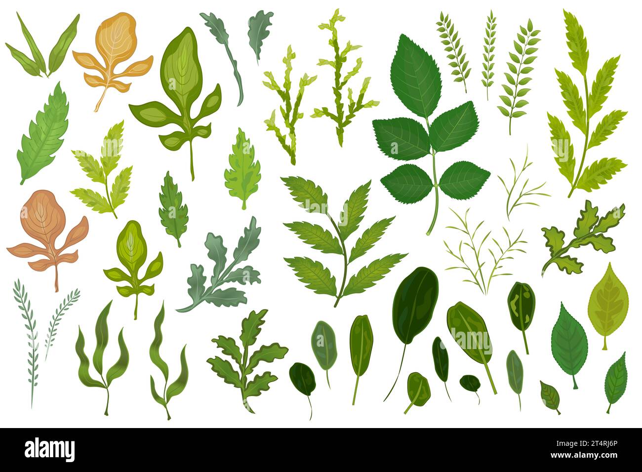 Set of different leaves plants realistic drawings Stock Photo - Alamy