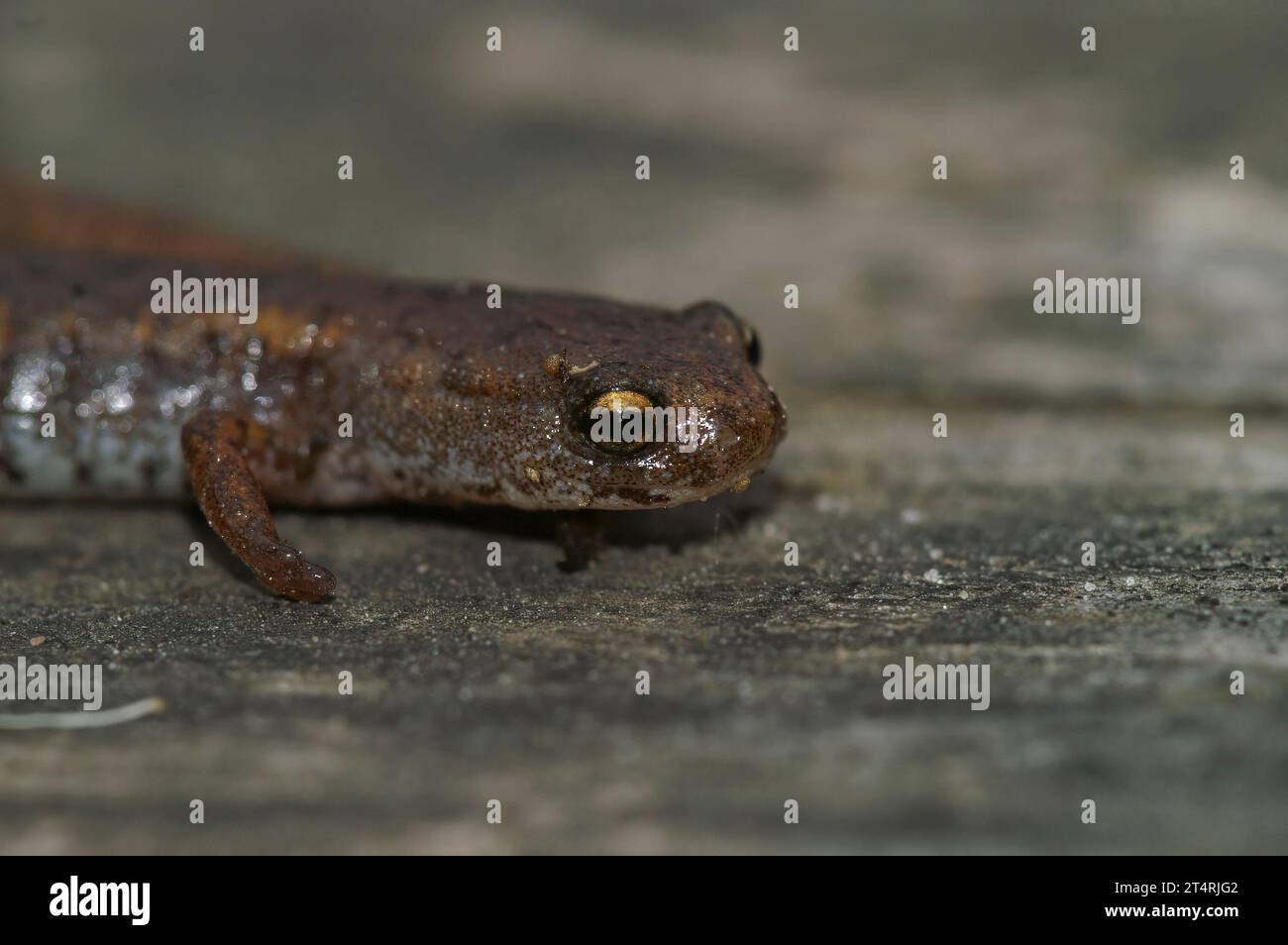 Natural closeup on the small North american Four-toed salamander ...