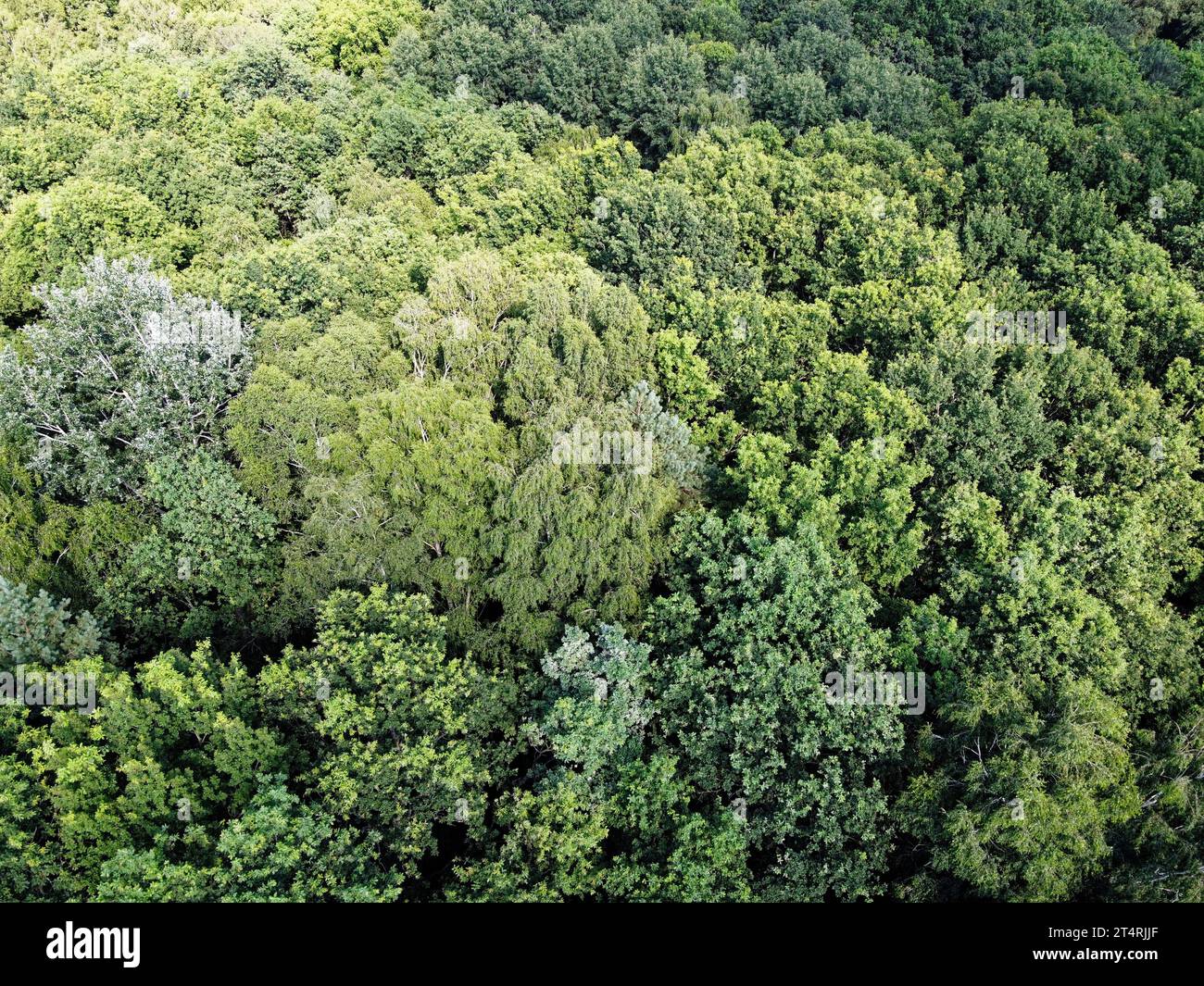 Beautiful dense forest, top view. The tops of a variety of trees Stock ...