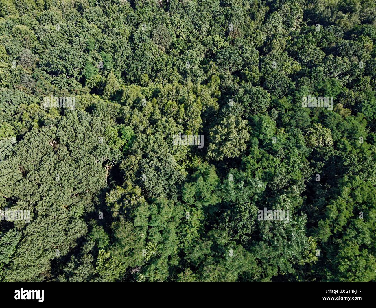 Beautiful dense forest, top view. The tops of a variety of trees Stock ...