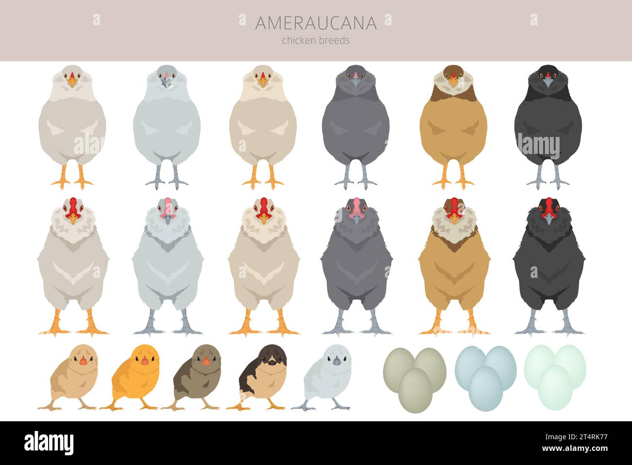Ameraucana Chicken breeds clipart. Poultry and farm animals. Different ...