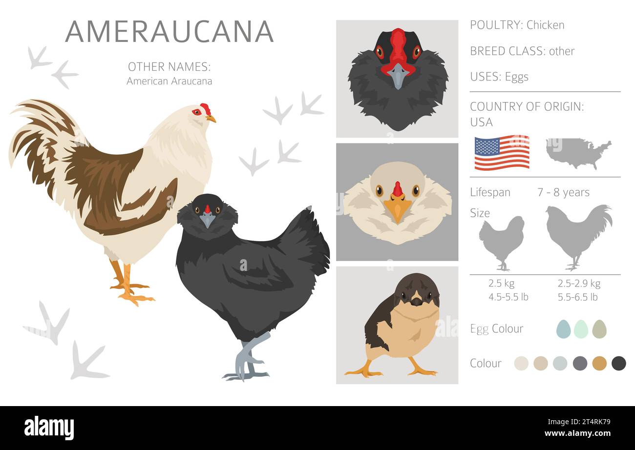 Ameraucana Chicken breeds clipart. Poultry and farm animals. Different ...