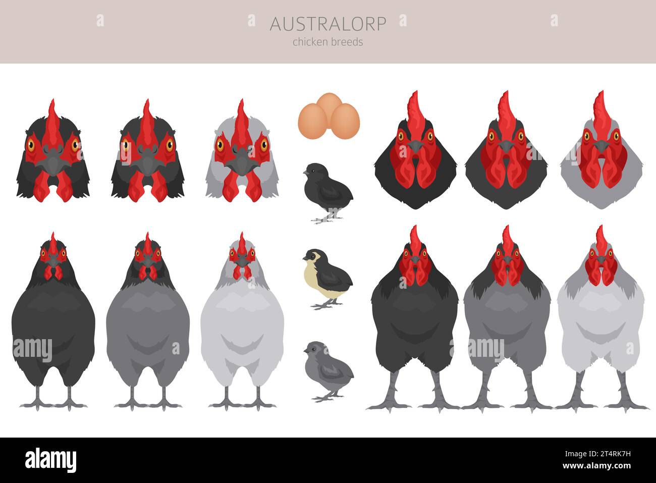Australorp Chicken breeds clipart. Poultry and farm animals. Different ...