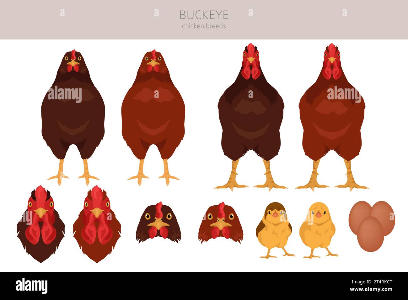 Buckeye Chicken breeds clipart. Poultry and farm animals. Different ...