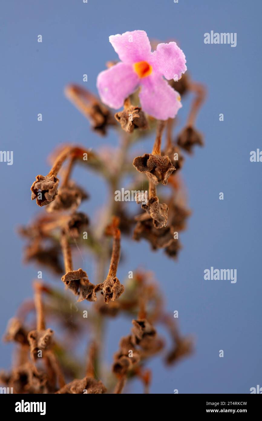 Quirky close up flowering plant still-life portrait of Buddleja ...