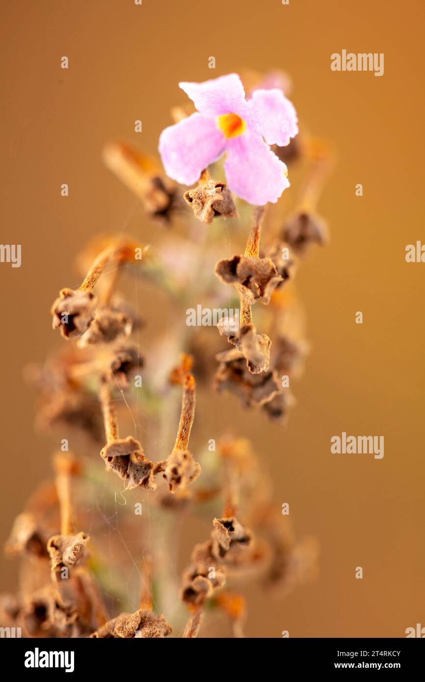 Quirky close up flowering plant still-life portrait of Buddleja ...