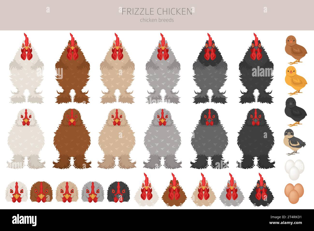 Frizzle Chicken breeds clipart. Poultry and farm animals. Different ...