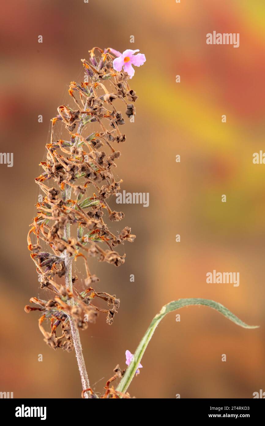 Quirky close up flowering plant still-life portrait of Buddleja ...