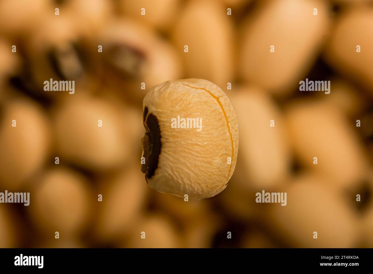 Close up high resolution food still life of commercially important ...