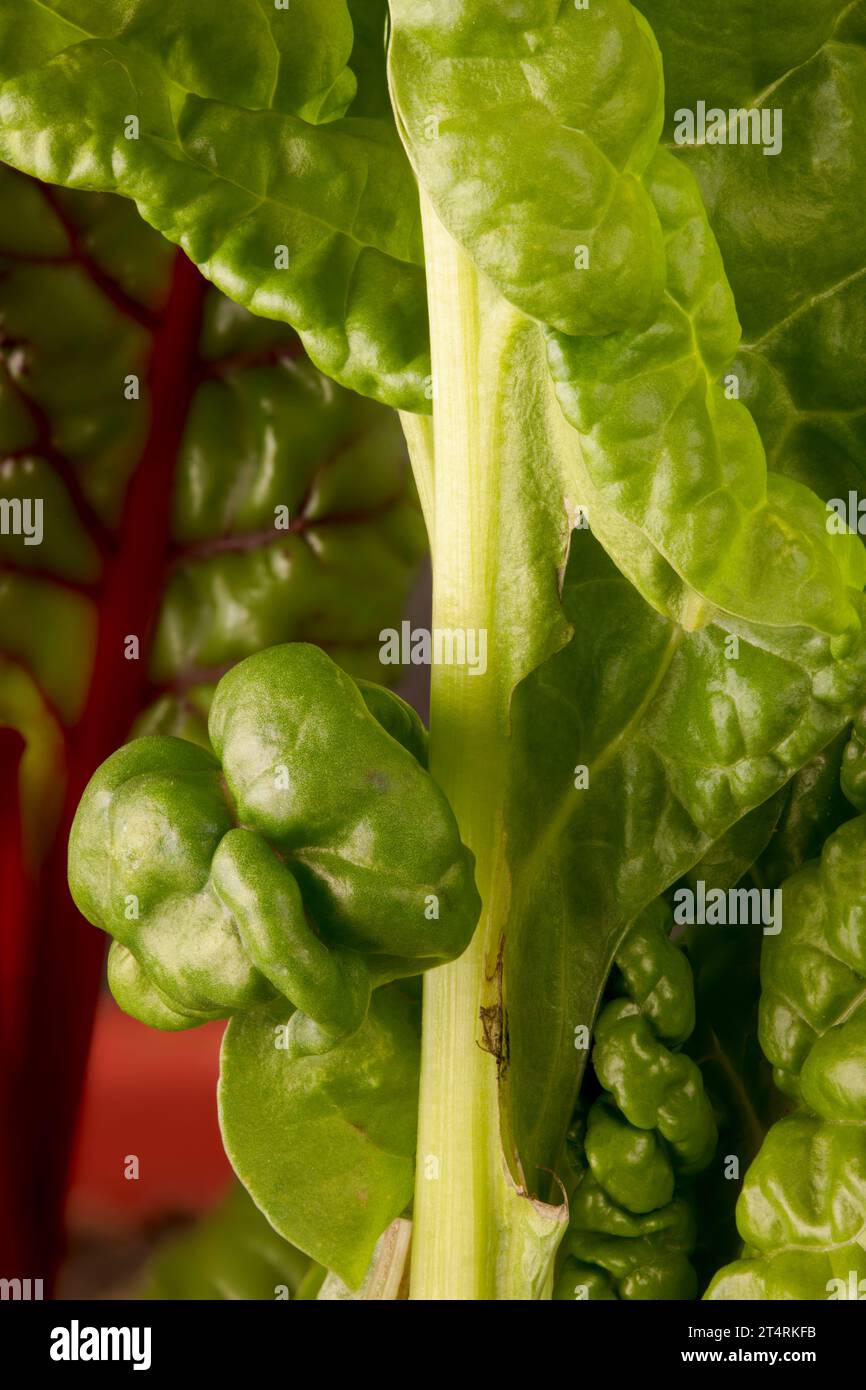 Very close up vegetable food still life of the superfood Swiss Chard ...