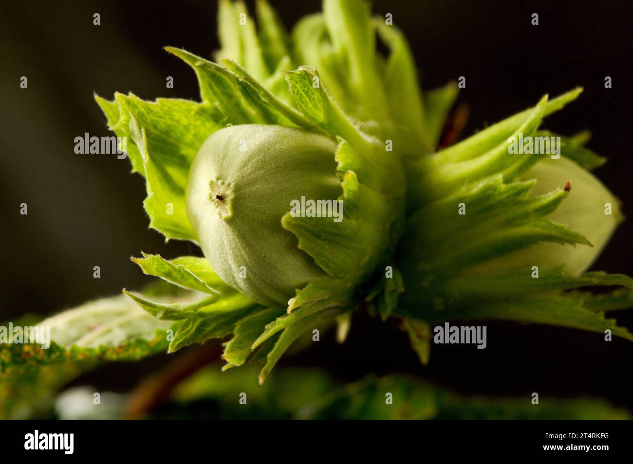 Natural very close up food glamorous still life of Cob Nuts Stock Photo ...