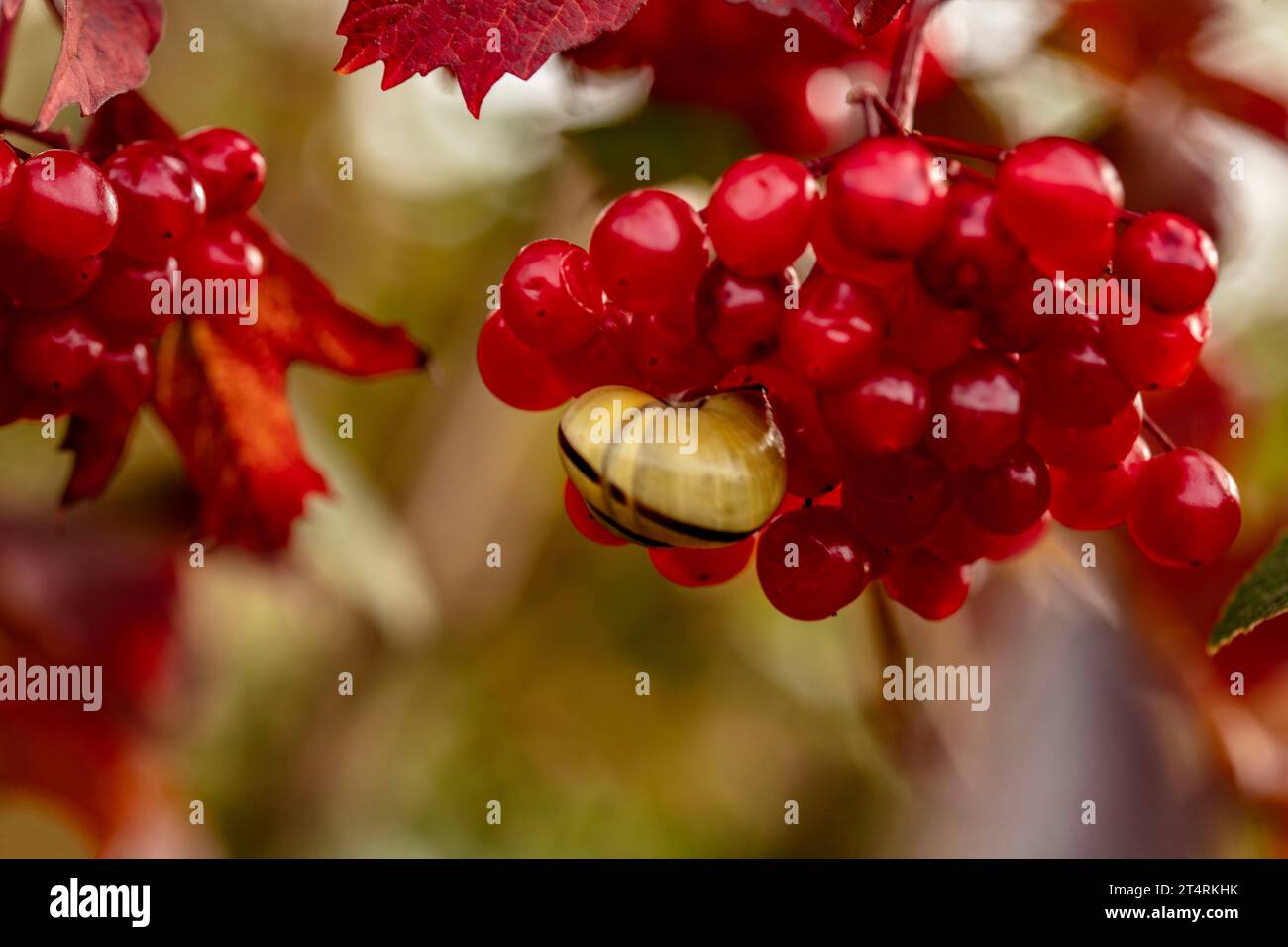 Close up nature portrait of small snail on the vivid red berries of ...