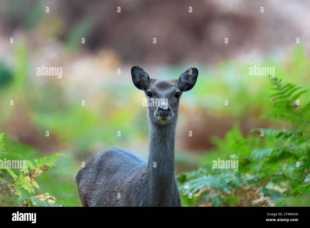 Sika Deer (hind)- Cervus Nippon Stock Photo - Alamy