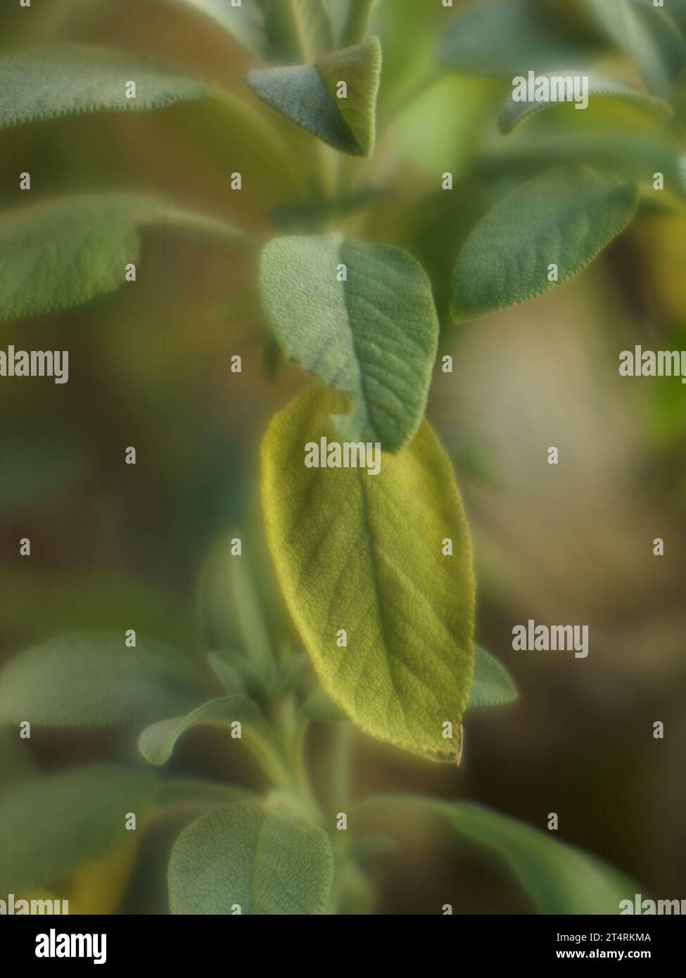 Natural close up herb food still life of garden sage (Salvia ...