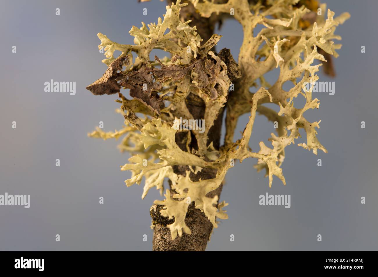 Poster ready high resolution super close up, macro, nature image of ...