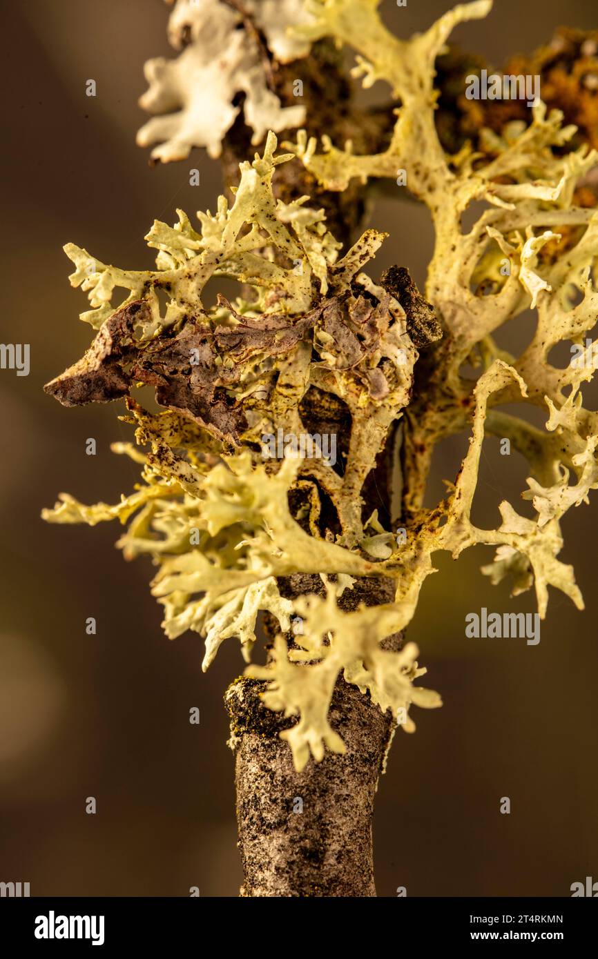 Poster ready high resolution super close up, macro, nature image of colourful and textured ...