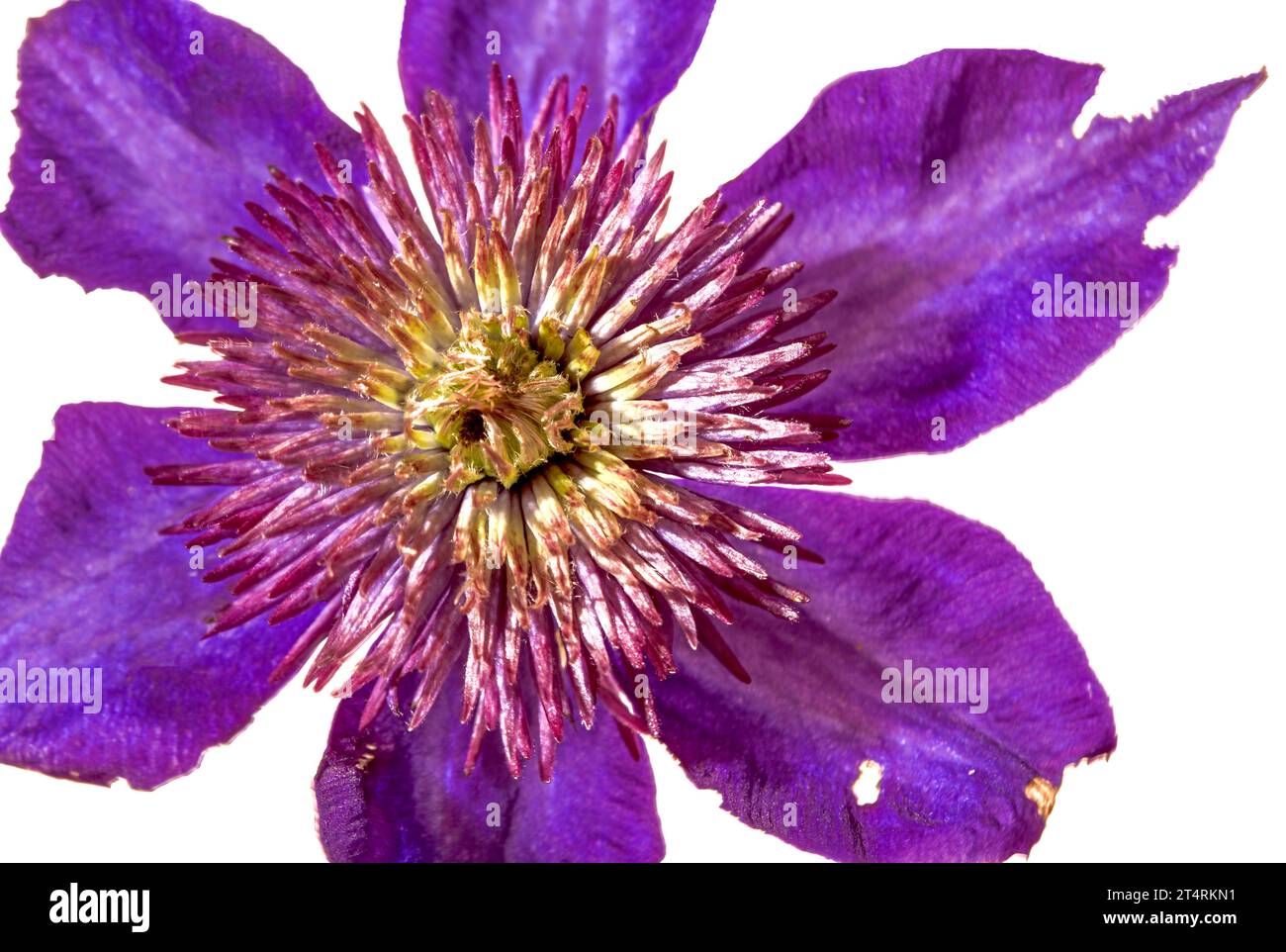Very close up flowering plant still-life portrait of passionflower ...
