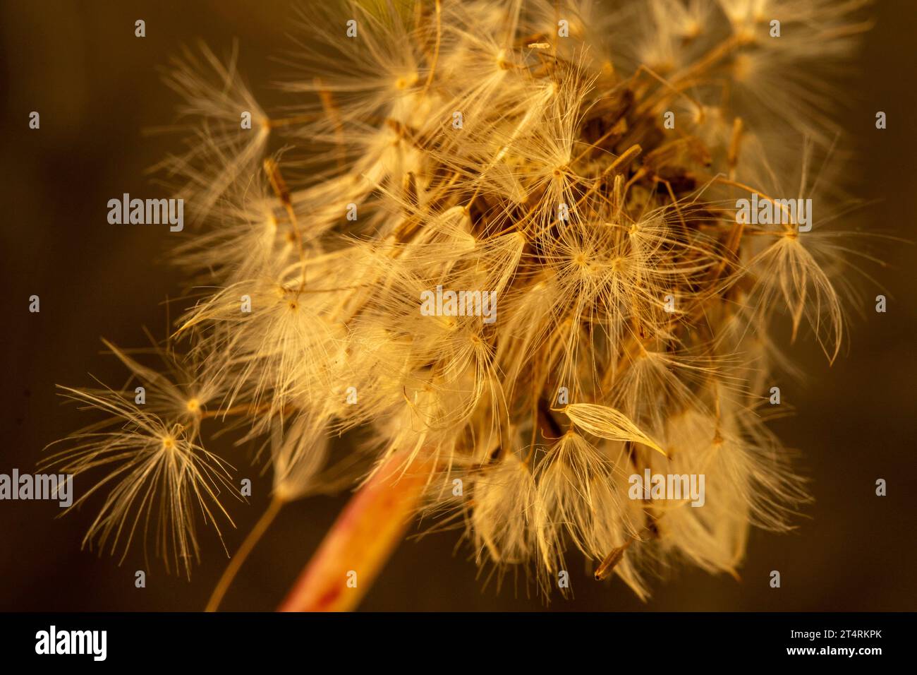 Poster ready high resolution super close up, macro, nature image of ...