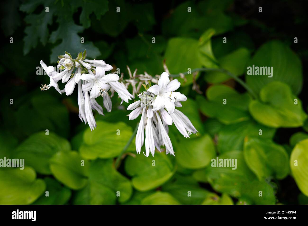 Hosta lakeside cha cha flower hi-res stock photography and images - Alamy