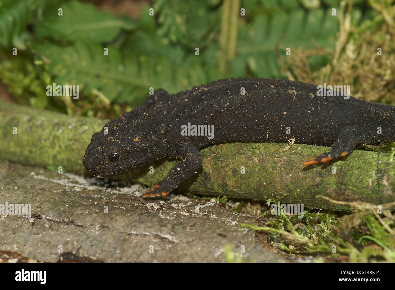 Natural closeup on the black endangered , Asian Wenxian Knobby Newt ...
