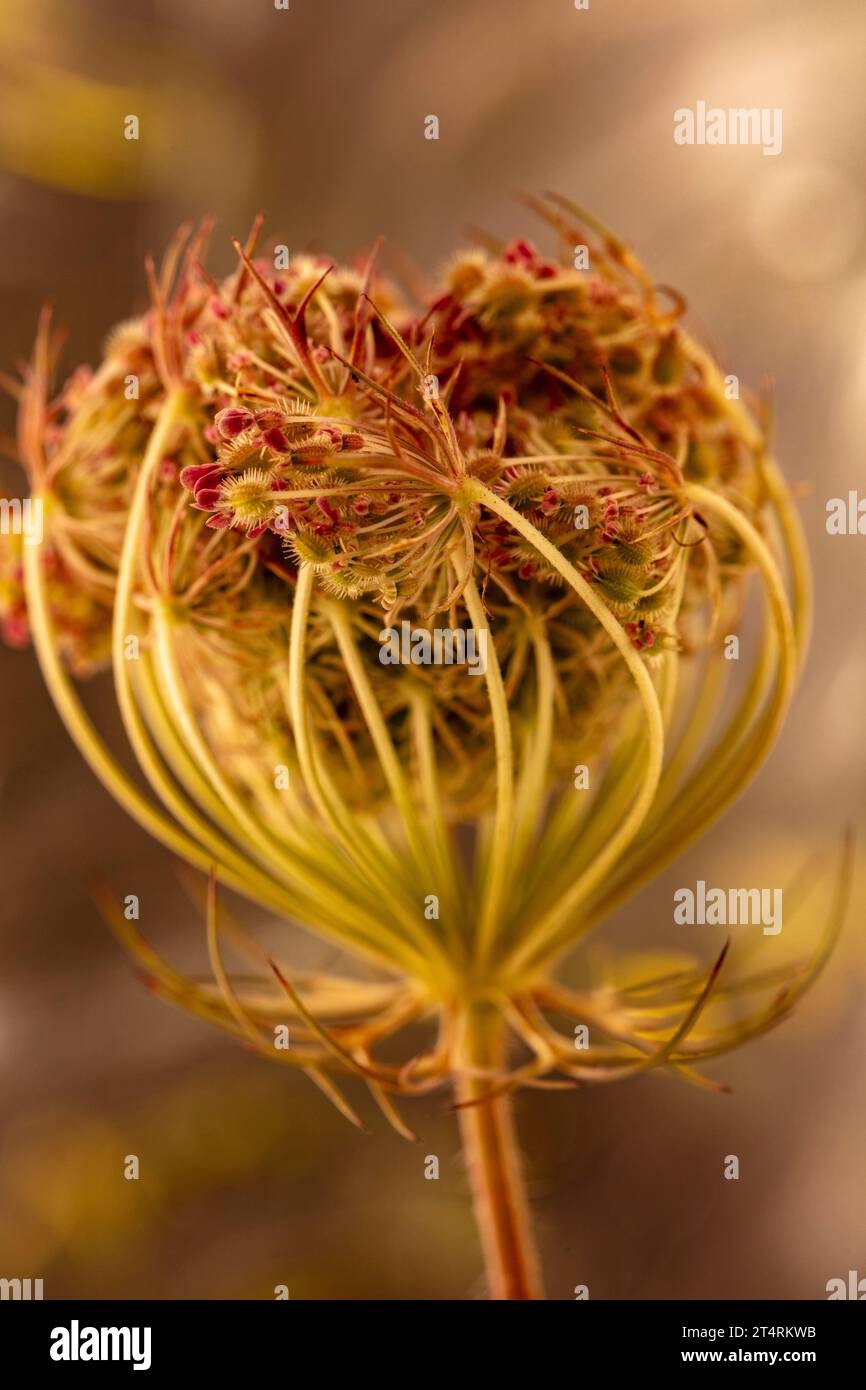 Poster ready macro semi abstract nature still life portrait of the ...