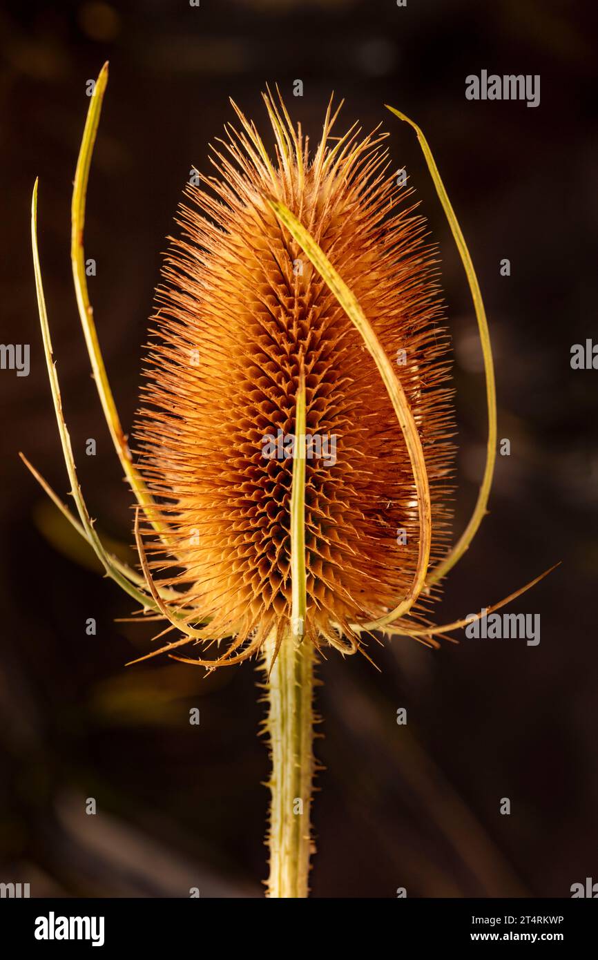 Crisp plant portrait of stately Teasel, Dipsacus, showing pattern and ...
