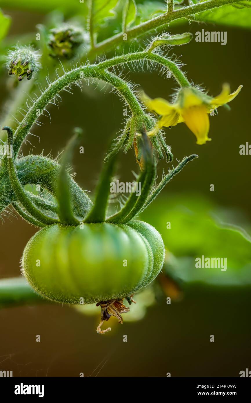 Natural very close up natural food / fruit portrait of green tomato on ...