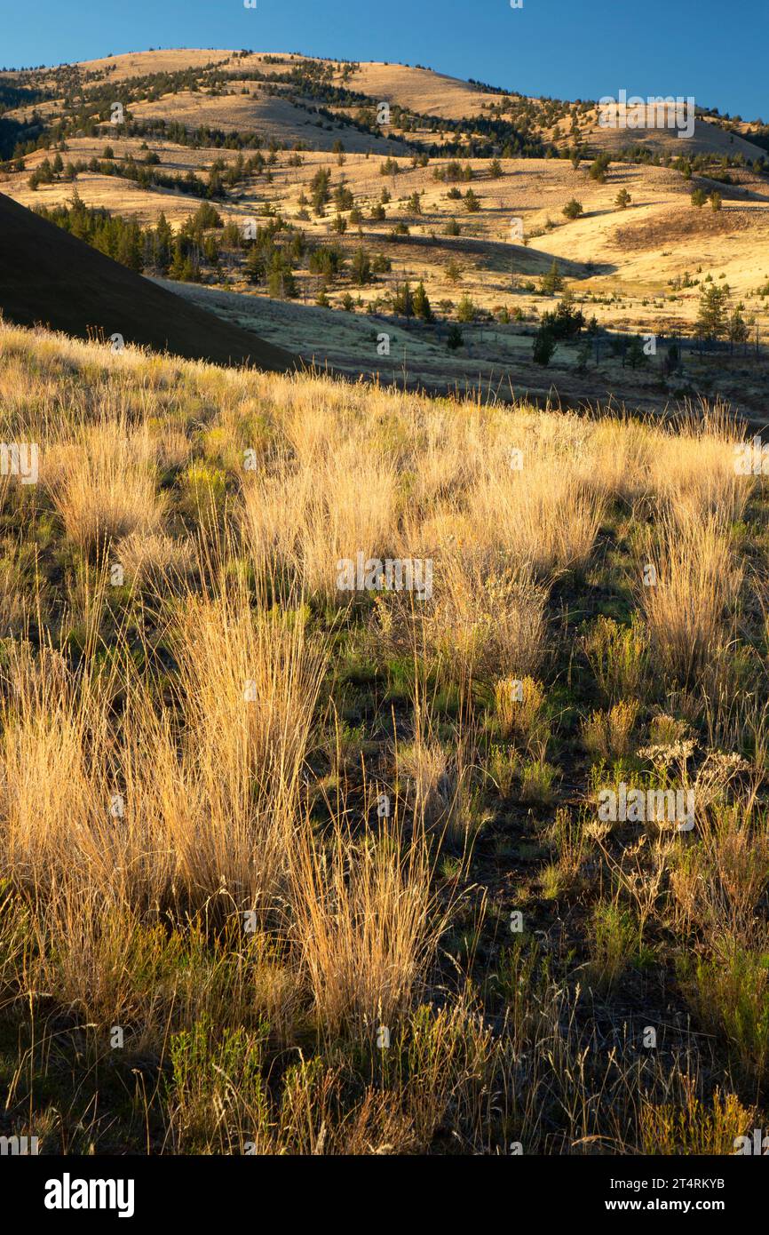 Western juniper (Juniperus occidentalis) grassland, John Day Fossil ...