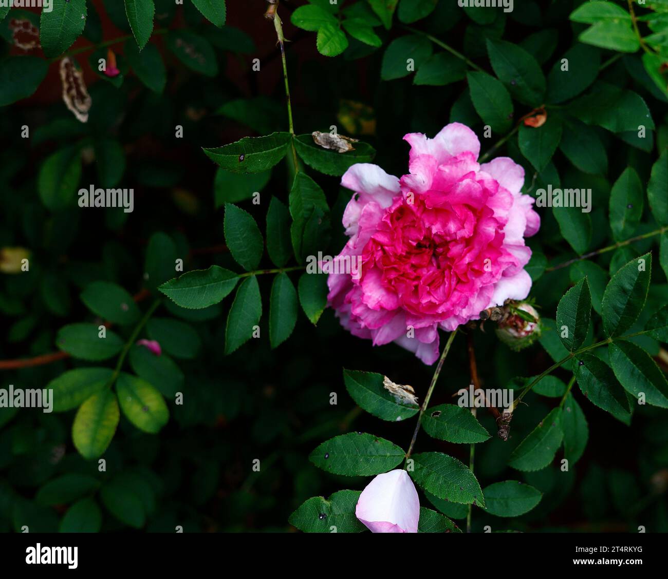 Closeup of the pink flower and green leaves of the scrambling climbing ...