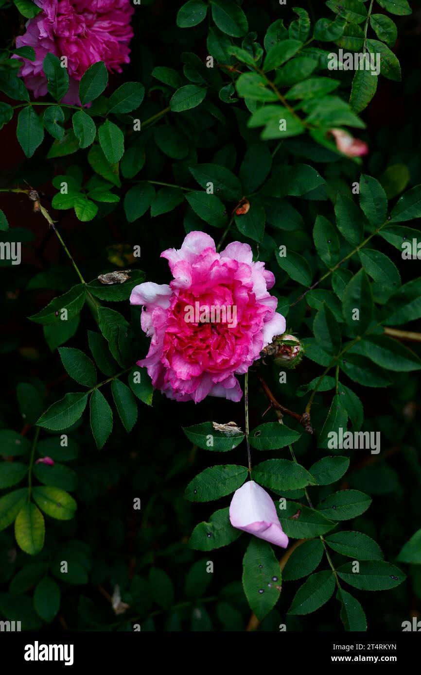 Closeup of the pink flower and green leaves of the scrambling climbing ...