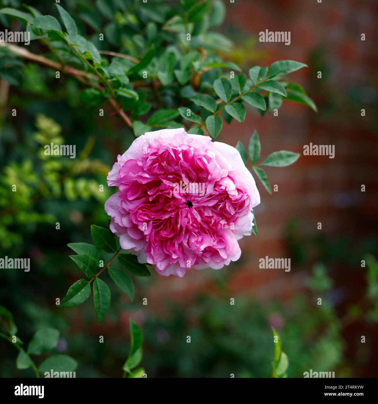 Closeup of the pink flower and green leaves of the scrambling climbing ...