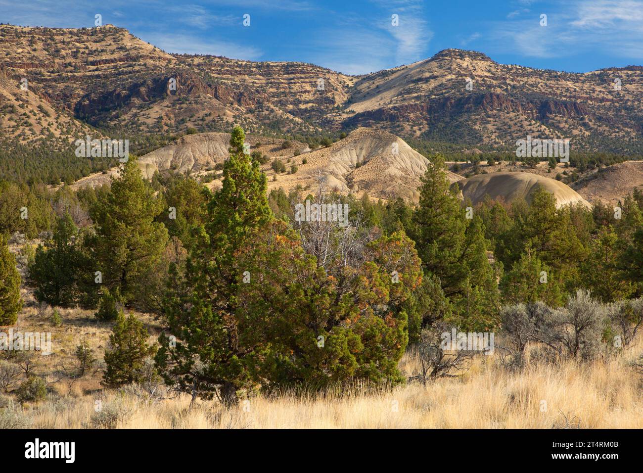 Western juniper (Juniperus occidentalis) forest to Sutton Mountain ...