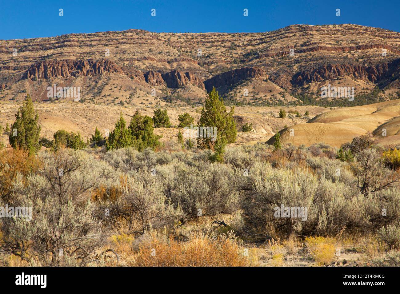 Western juniper (Juniperus occidentalis) forest to Sutton Mountain ...
