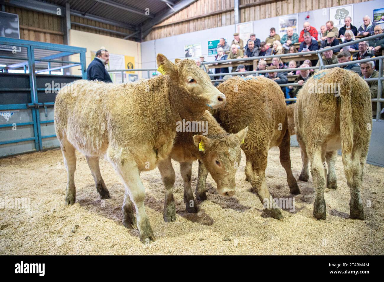 heifers at the cattle market Stock Photo - Alamy