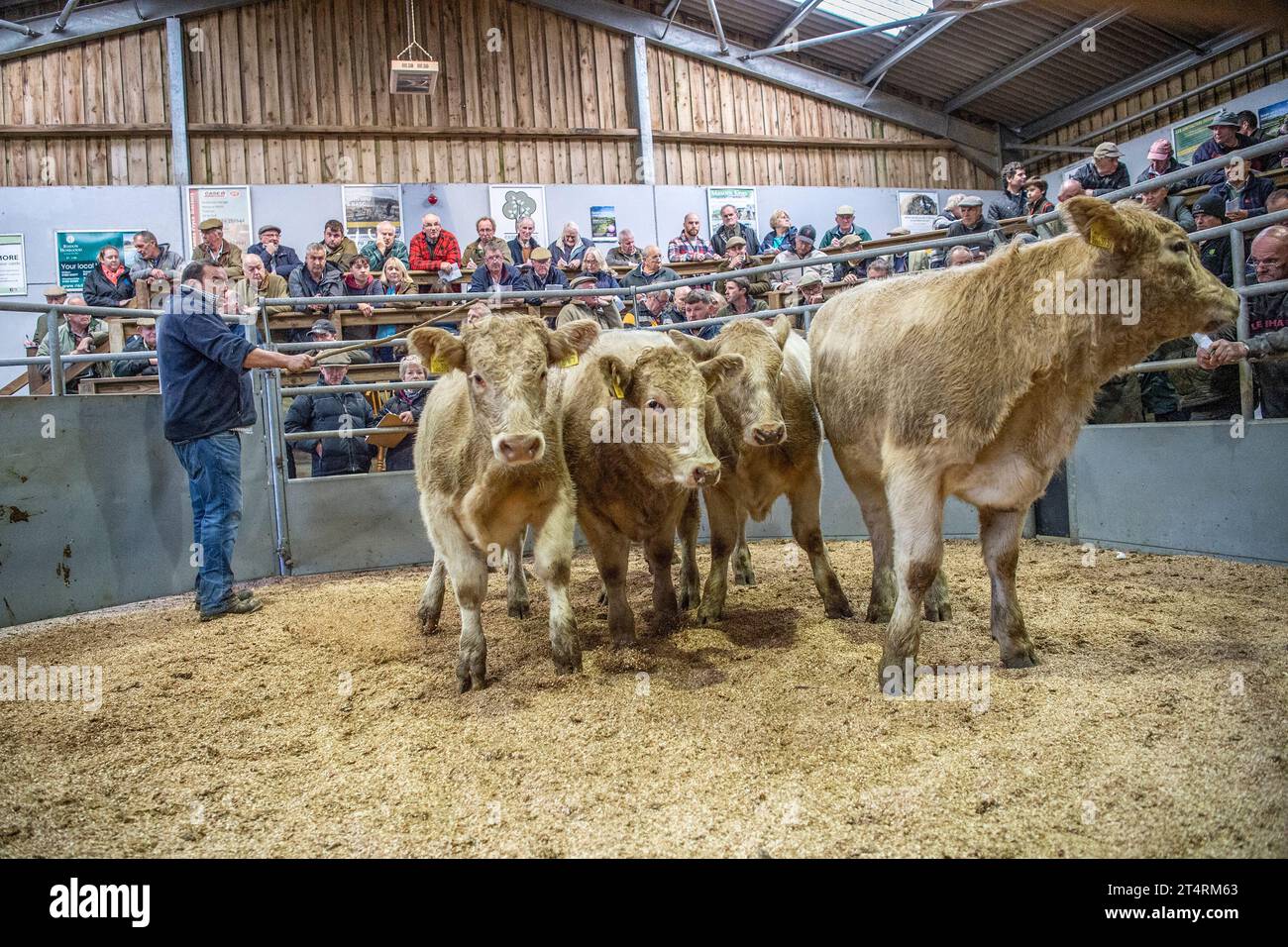 selling cattle at market Stock Photo - Alamy