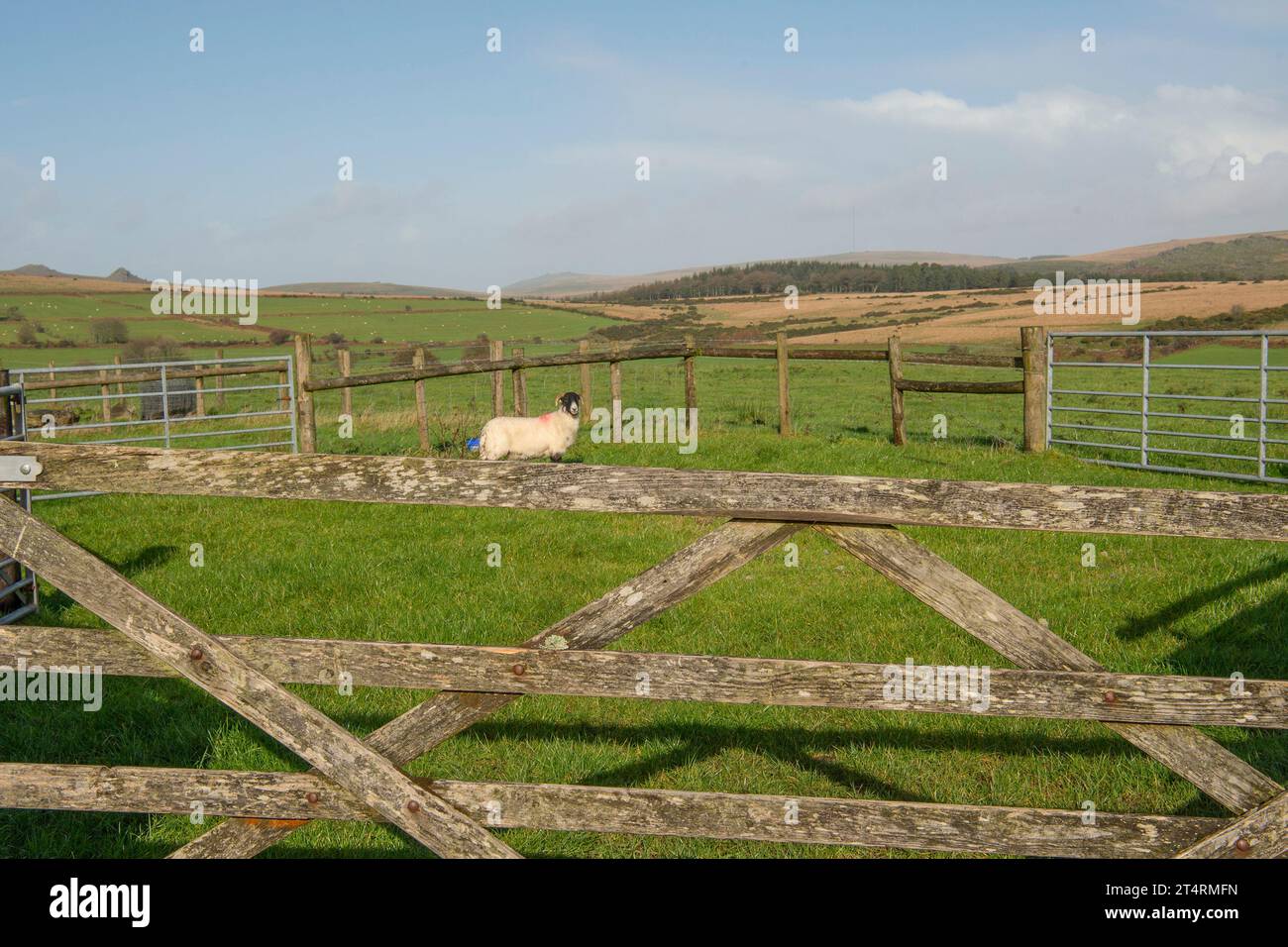 Sheep gate hi-res stock photography and images - Alamy