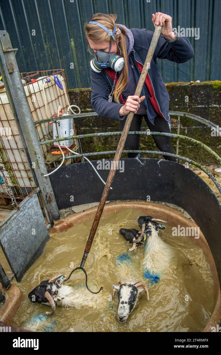 shepherdess dipping sheep Stock Photo - Alamy