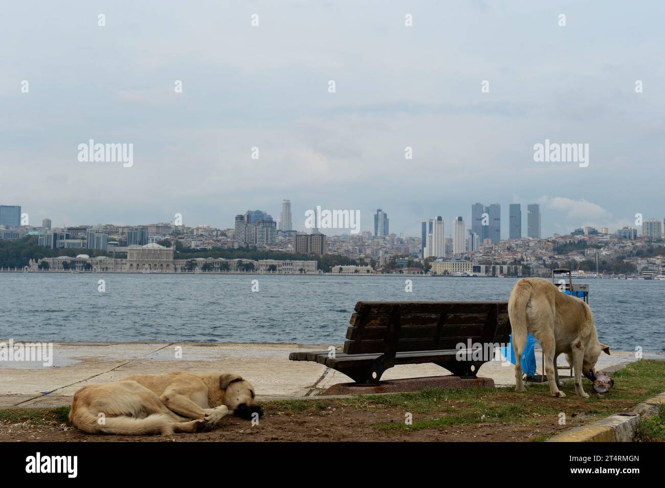 Istanbul, Turkey.Two stray dog in Üsküdar with a view of the high-rise ...
