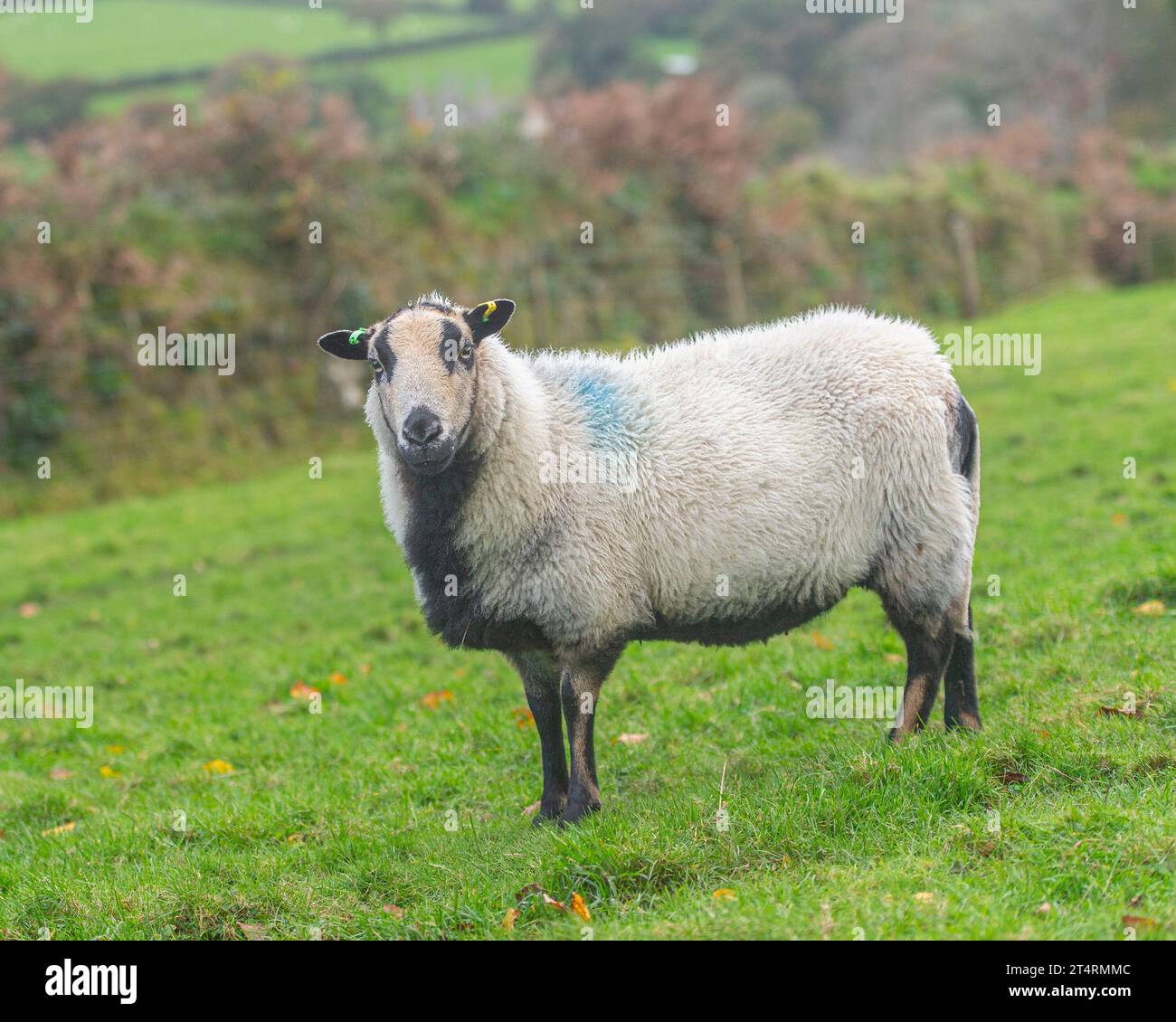 Welsh mountain sheep hi-res stock photography and images - Alamy