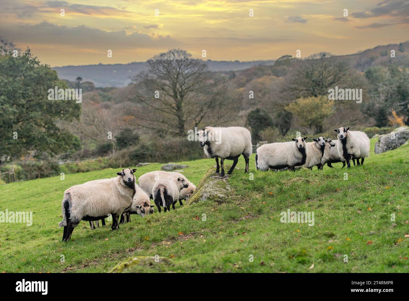 flock of Welsh badger faced sheep on Dartmoor Stock Photo - Alamy