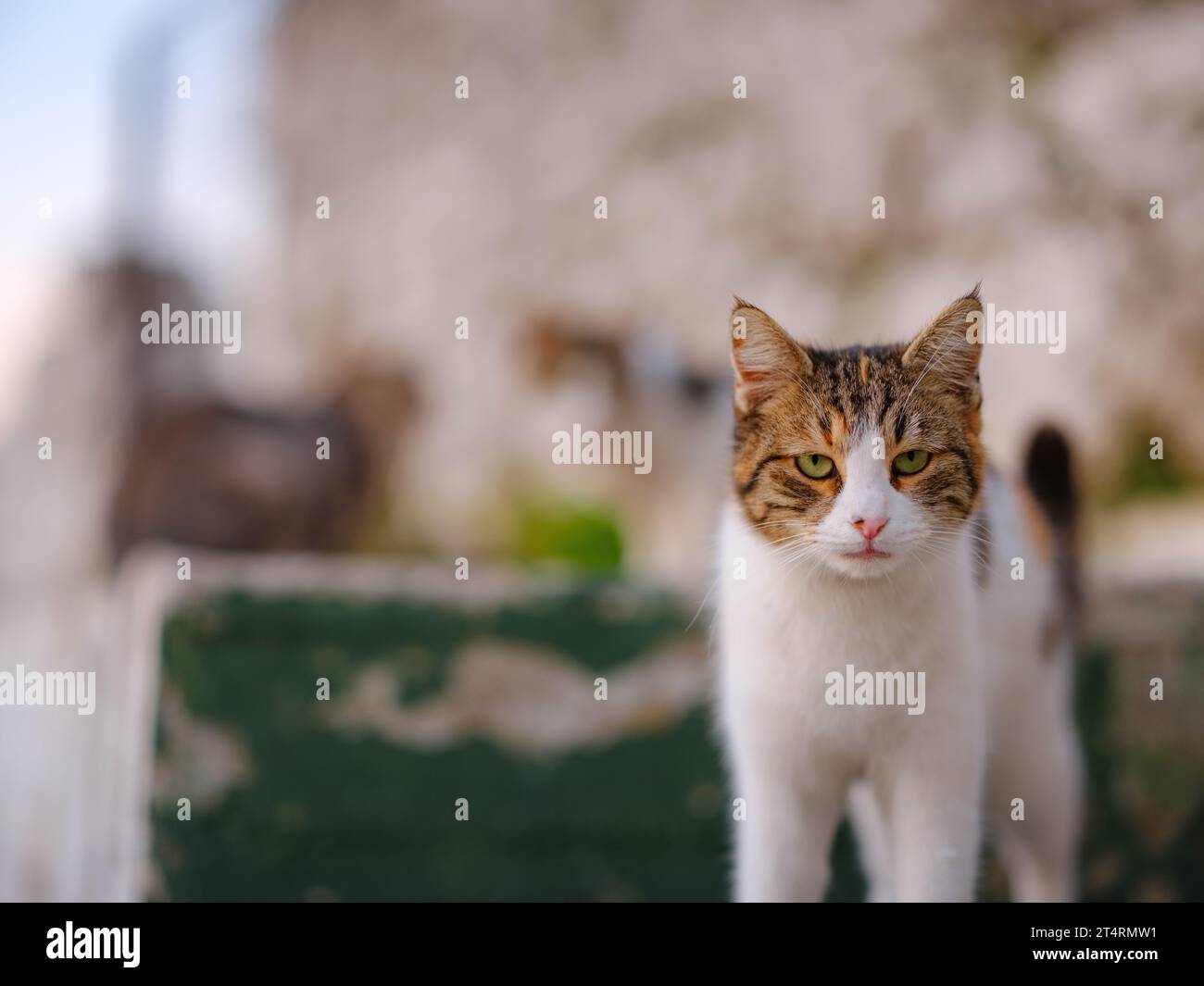 cats of Turkey, small resort town of Side with ancient Greek ruins ...