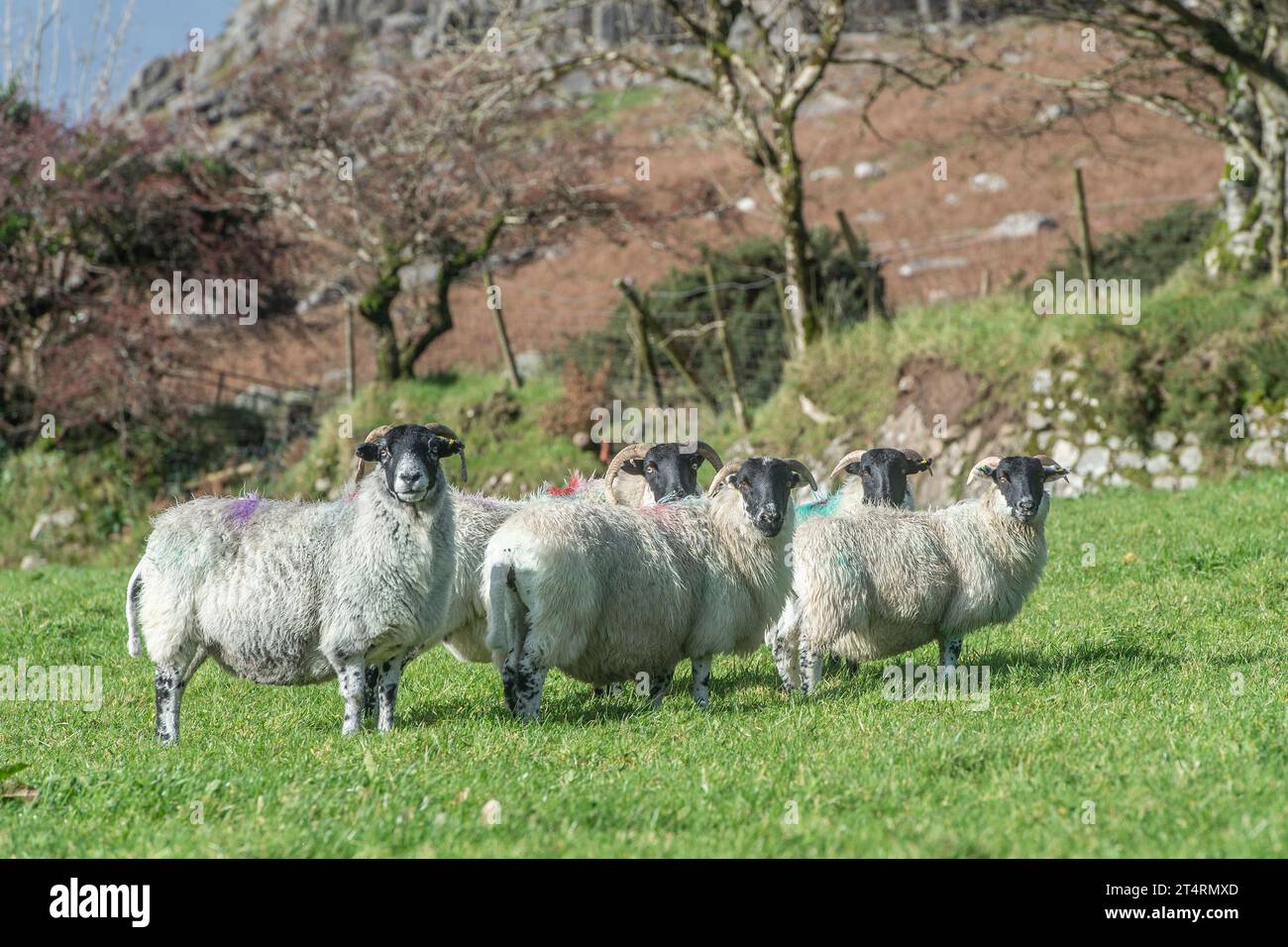 Sheep flock on farm hi-res stock photography and images - Alamy