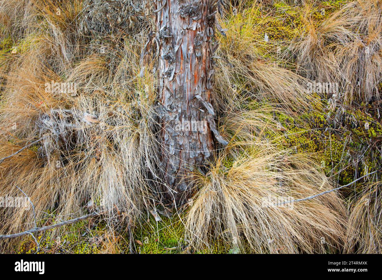 Bunchgrass hi-res stock photography and images - Alamy