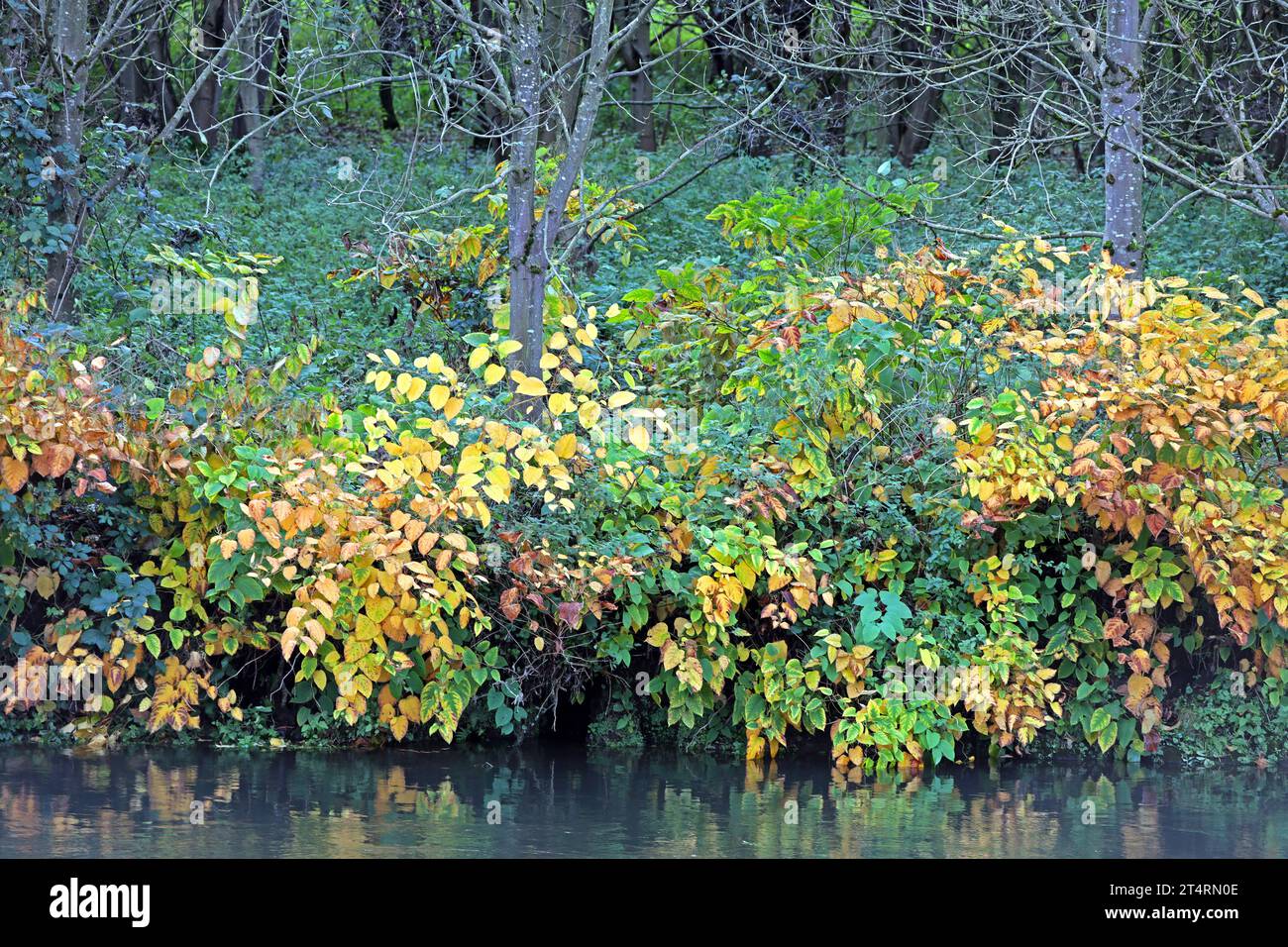 Invasive Neophyten im Herbst Der Japanische Flügelknöterich leuchtet ...