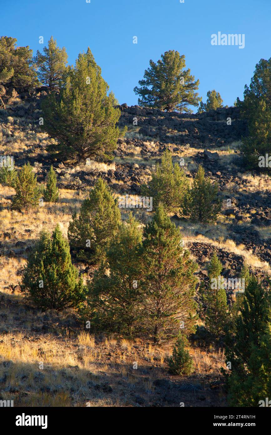 Western juniper (Juniperus occidentalis) along Levi Brinkley Trail ...