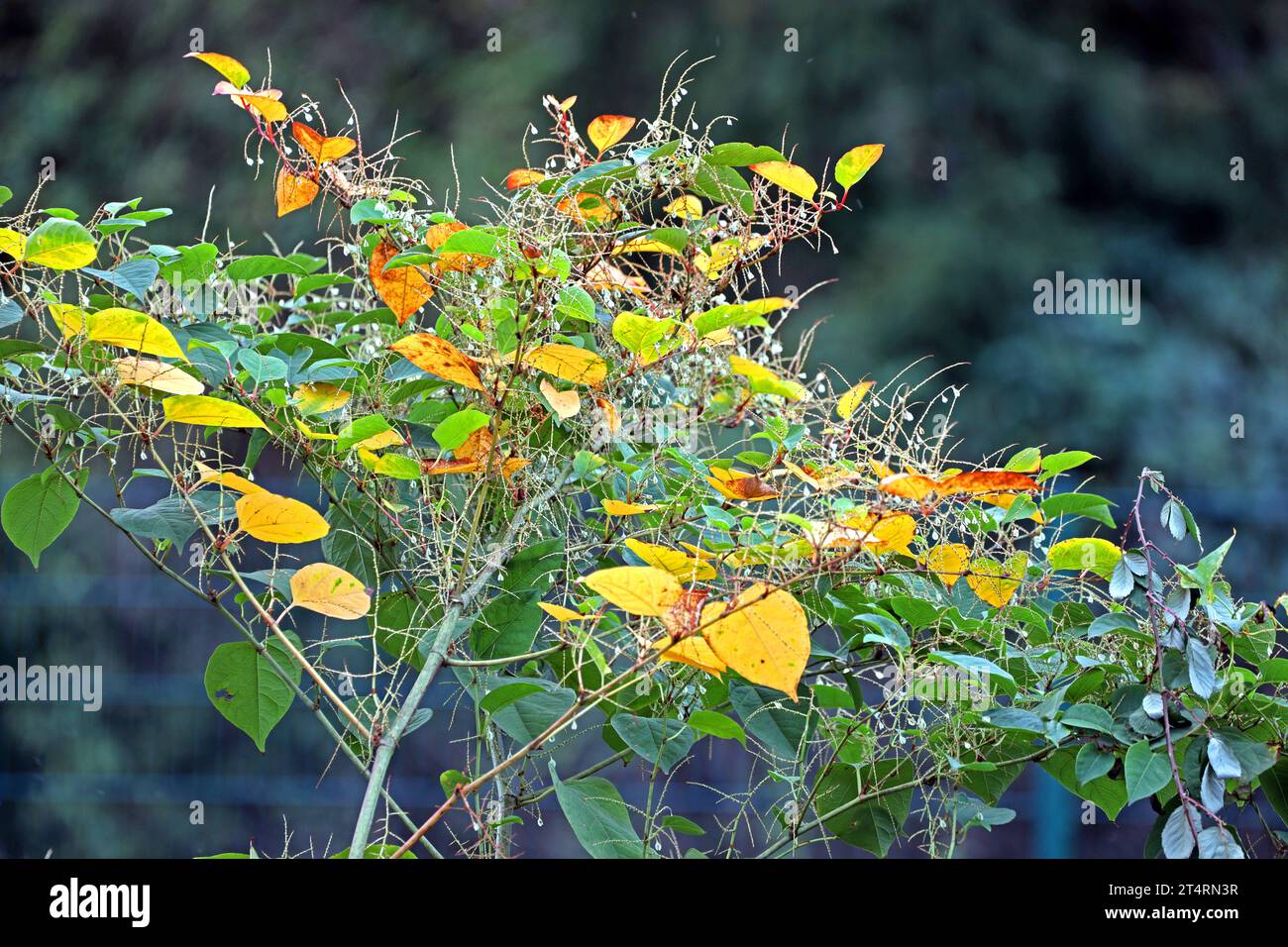 Invasive Neophyten im Herbst Der Japanische Flügelknöterich leuchtet ...